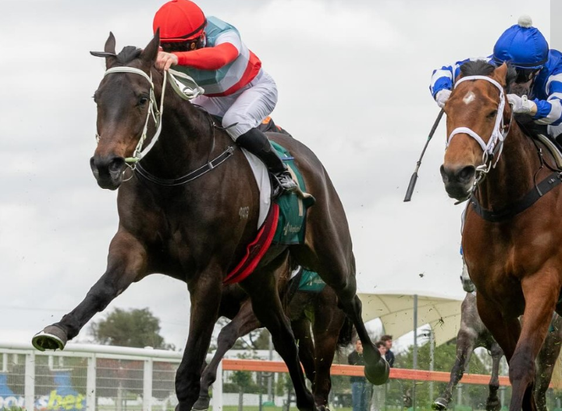 Sabaj a serious horse for Manhattan Rain – Geisel Park